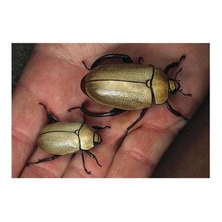 Fungus Weevil Pair, Fortuna National Park, Panama-Paper Art, 16"x24 ...