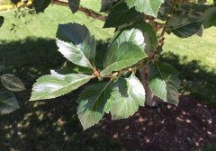 Hawthorn (Crataegus) Tree in Connecticut (zone 6a)?