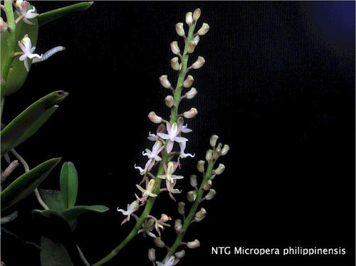 Micropera philippinensis