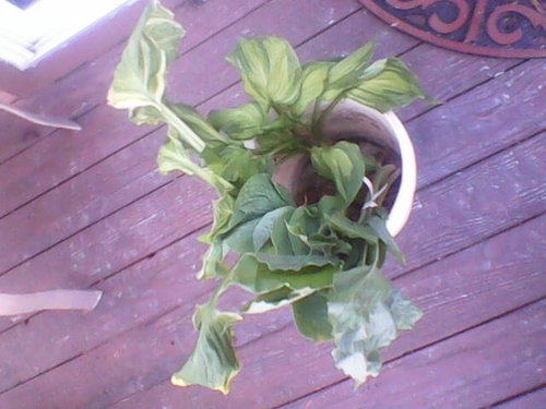 Sebright Hostas Order Came Today...