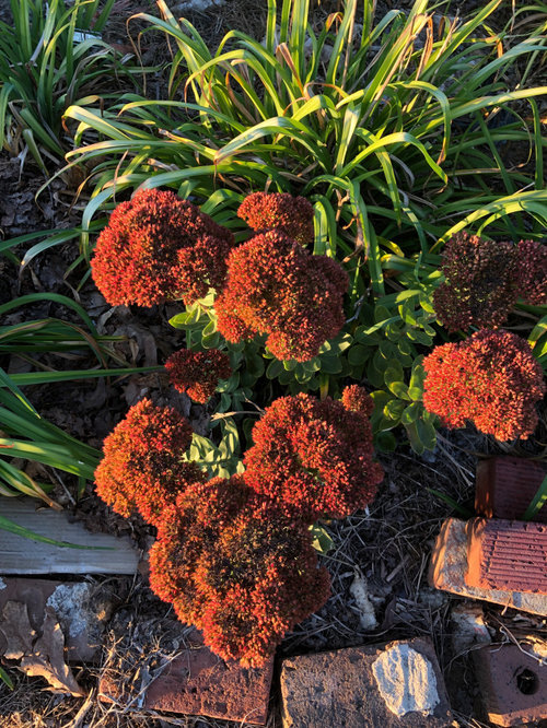 Frost, freeze and goodbye to blooms