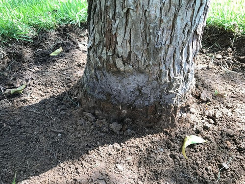 Pecan Tree Trunk Rot