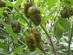 Kpakpo Shito Pepper