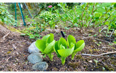 Hosta C 2023 .............................