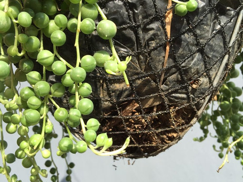 Repotting BIG mess of string of pearls