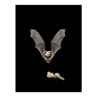"Yuma Myotis Bat, Female Pursuing a Moth on the Wing, Oregon" Wall Art ...