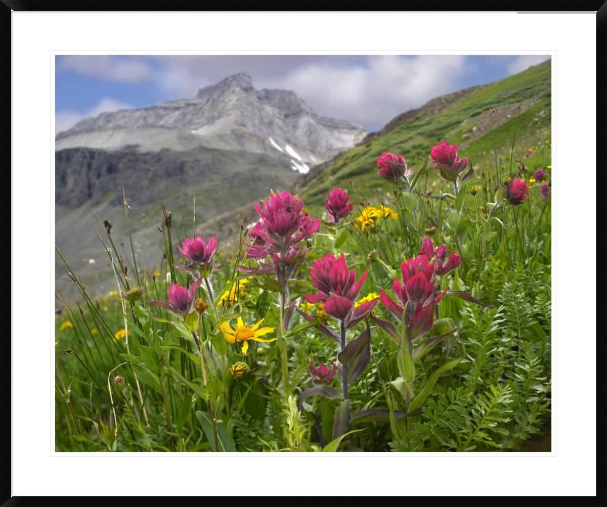 "Paintbrush flowers, Yankee Boy Basin, Colorado" by Tim Fitzharris ...