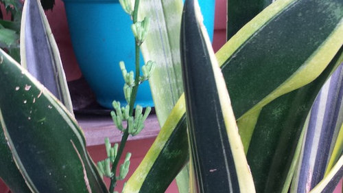 Lillian True and Fernwood flower buds