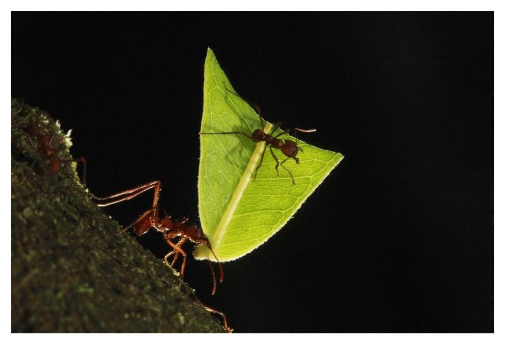 Leafcutter Ant Carrying Leaf, Sierra Nevada De Santa Marta, Colombia ...
