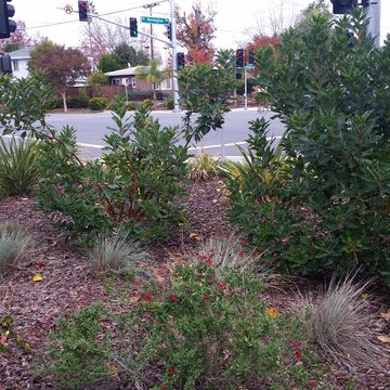 Street Corner Landscape - Photos & Ideas | Houzz