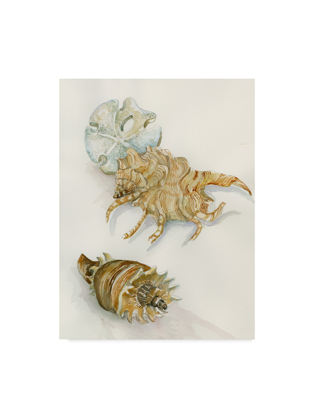 Joanne Porter 'Shell Study' Canvas Art, 47"x35" - Beach Style - Prints ...