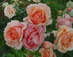 Hortico rare roses?
