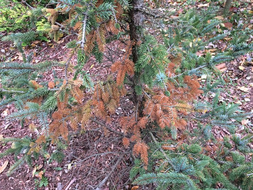 Disease On Spruce Tree