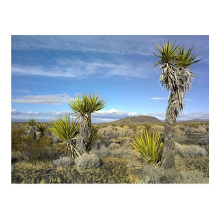 "Cinder Cones, Joshua Tree, Mojave National Preserve" Paper Art, 18"x14 ...