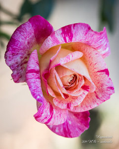 Hypnotized, a painted rose | Houzz Forum