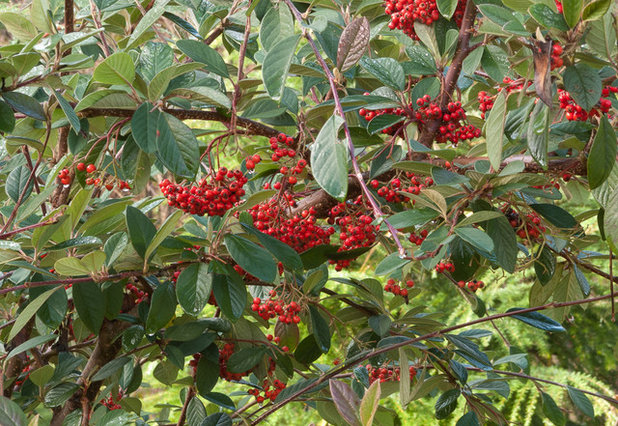 Great Design Plant: Cotoneaster Lacteus