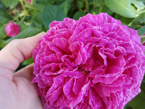 Thoughts on Paul Ricault?