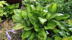 Hosta C 2023 .............................