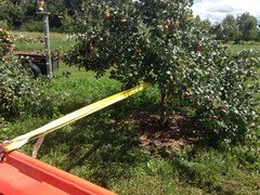 Staking a leaning apple tree