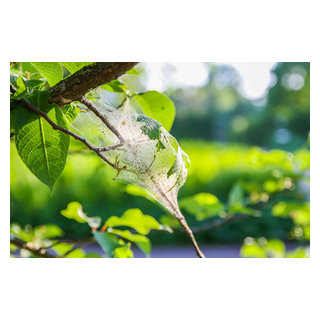 What To Do When Your Tree Is Covered In Webs - Toronto - by Five Star ...