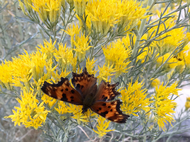 Plant Rubber Rabbitbrush for Its Brilliant Blaze of Gold in Fall