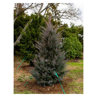 Evergreen Trees & Shrubs - Landscape - Dallas - by Treeland Nursery | Houzz