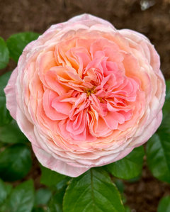 Domaine de Chantilly rose? US?