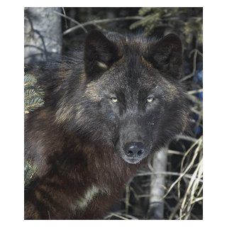 Black Timber Wolf Print, 8 x 10 - Rustic - Prints And Posters - by ...