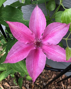 2019 Clem flower show