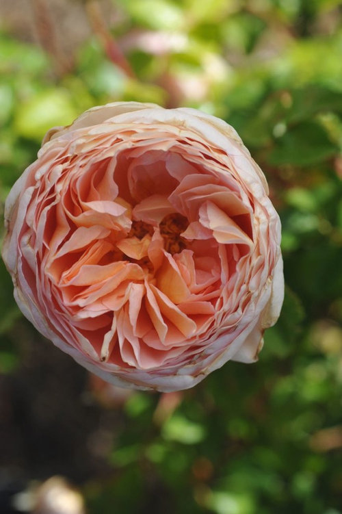 still looking for that perfect apricot sunset rose