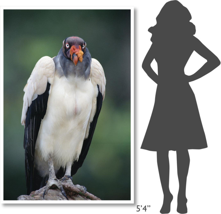 King Vulture Portrait,Tambopata River, Peruvian Amazon-Paper Art, 40 ...