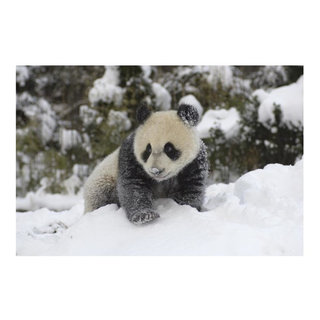 "Giant Panda cub playing in the snow, Wolong Nature Reserve" Paper Art ...