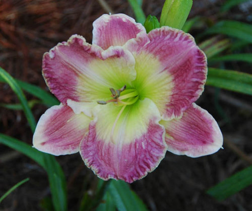 Rebloomers From This Week