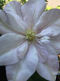 2019 Clem flower show