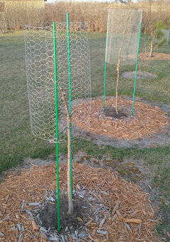 Your preferred protection from deer?