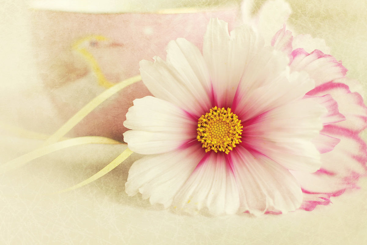 Soft Rose Daisy, 24x16 - Contemporary - Prints And Posters - by South ...