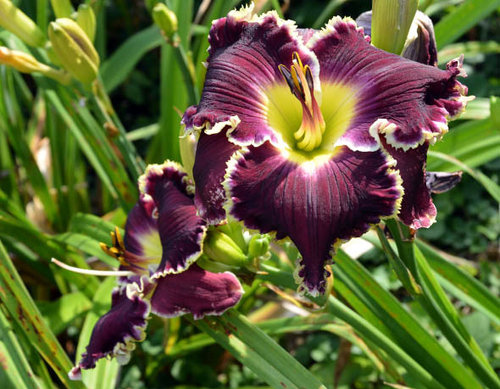 Best Purple Daylilies of 2021
