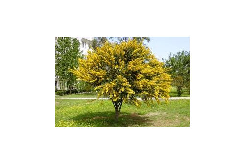 Can anyone suggest fast growing trees suitable for dry warm climates?