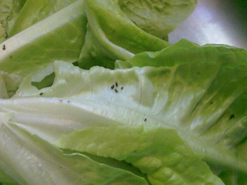 Lettuce try to identify this pest