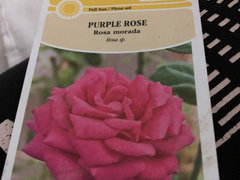 Lowe’s roses, help identify