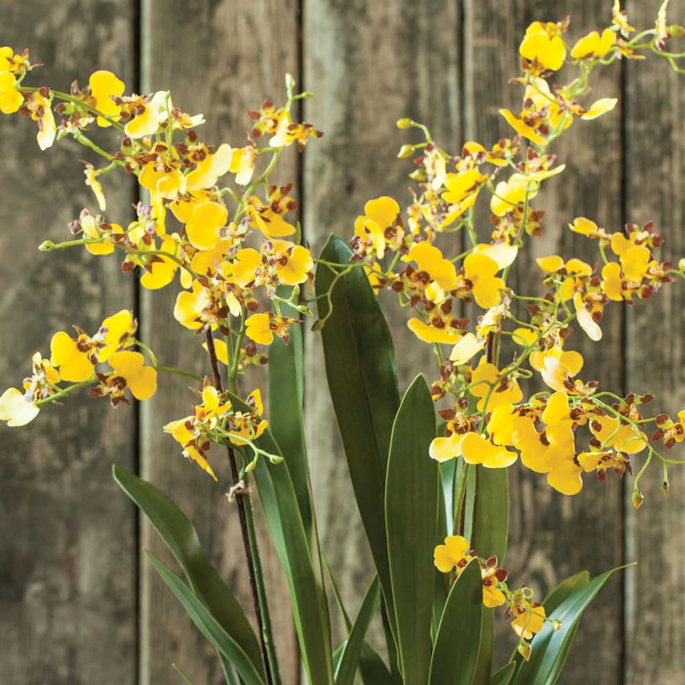 Dancing Orchid Drop-In with Root Ball, 32" - Artificial Plants And ...