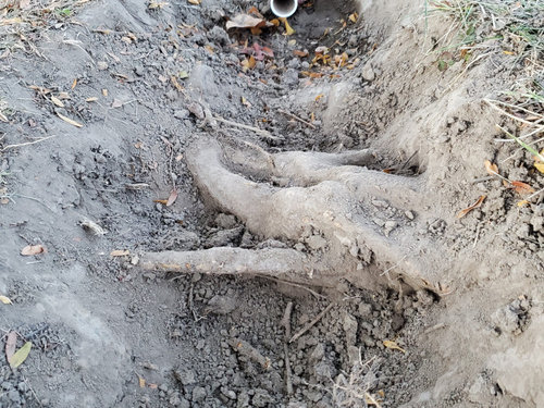 Is it safe to cut this tree root for a PVC pipe?