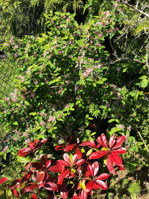 5' shrub with small pink flowers - Pacific Northwest