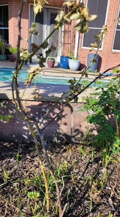 What causes sudden wilt?