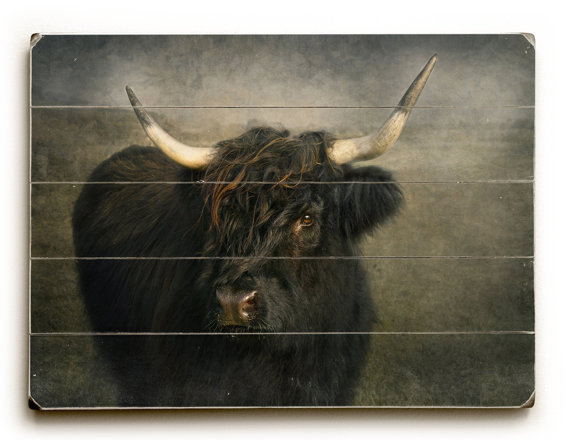 Black Cow Wooden Sign, 30x40 - Contemporary - Prints And Posters - by ...