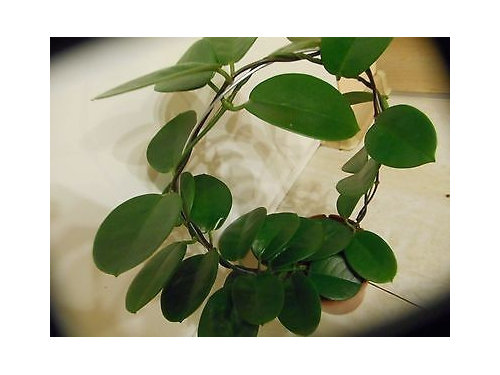 Hoya Australis Keysii (Traill) | Houzz Forum