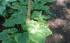 Trip to Fox Hosta Farm | Houzz Forum