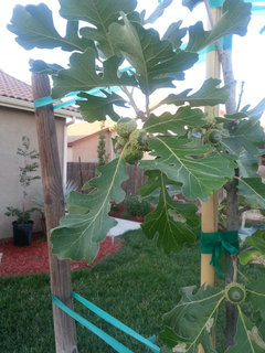 Quercus Urban Pinnacle oak tree