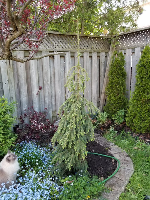 Multi-leader weeping white spruce