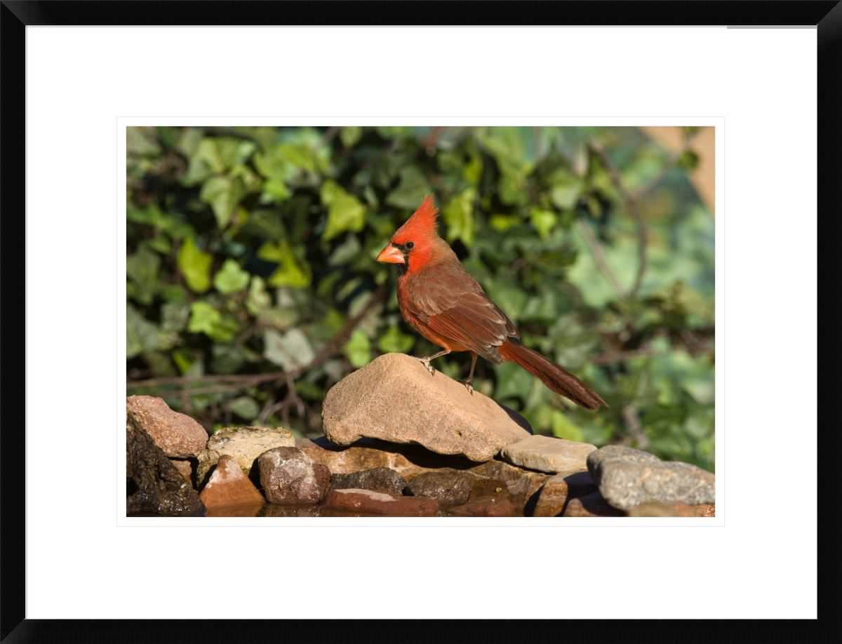 "Northern Cardinal male, Santa Rita Mountains, Arizona" Framed Print ...